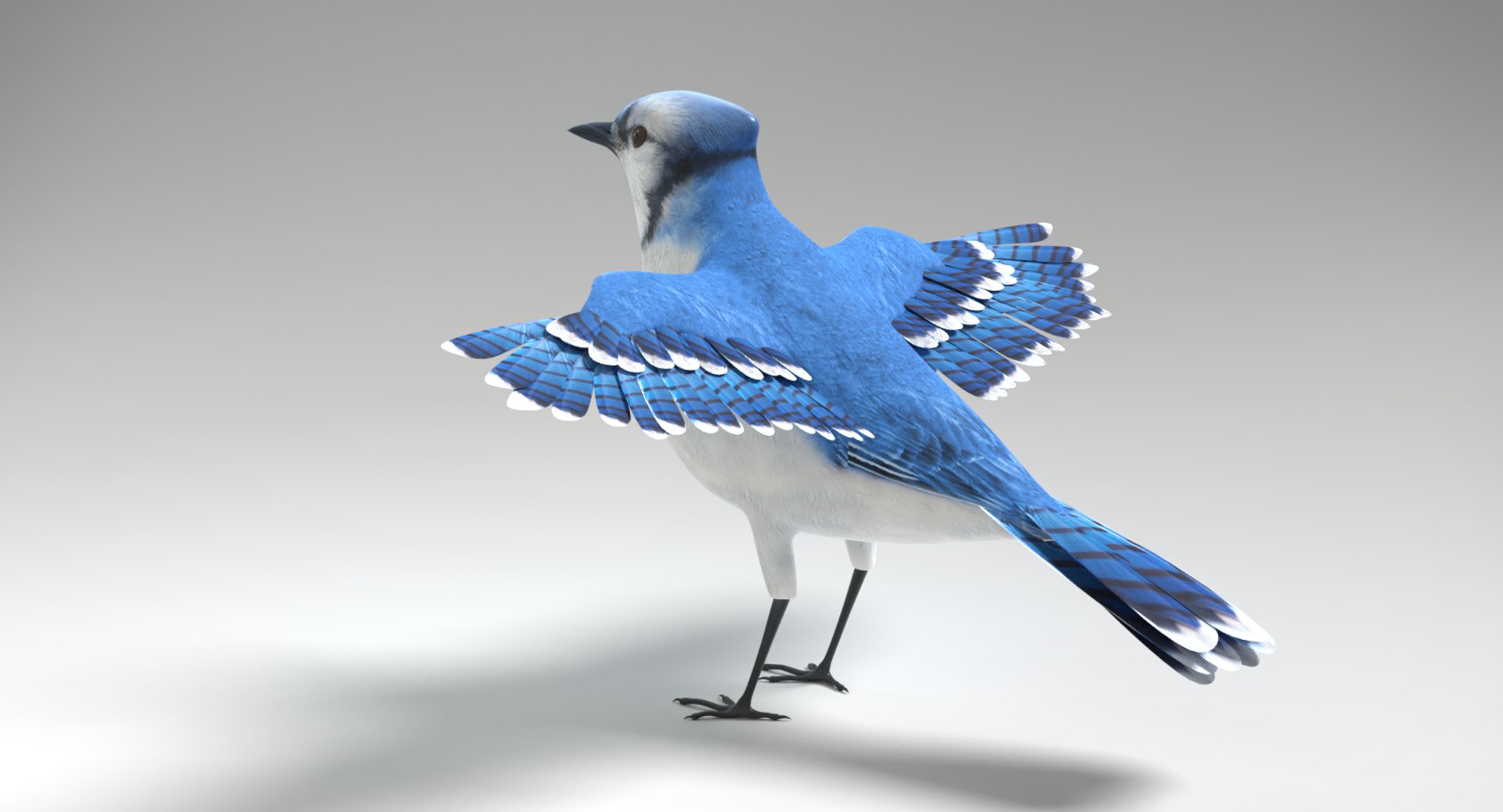 3D Blue Jay - TurboSquid 1207468