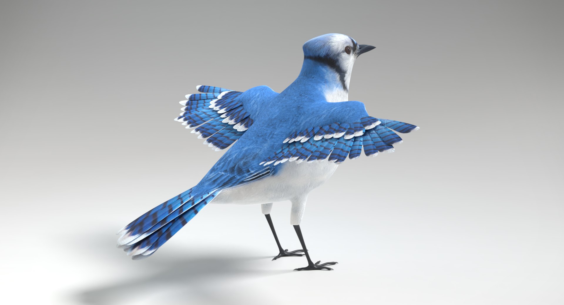 3D Blue Jay - TurboSquid 1207468