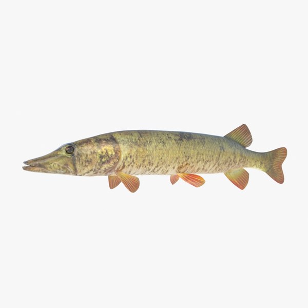 3D Redfin Pickerel Adult - TurboSquid 1844310