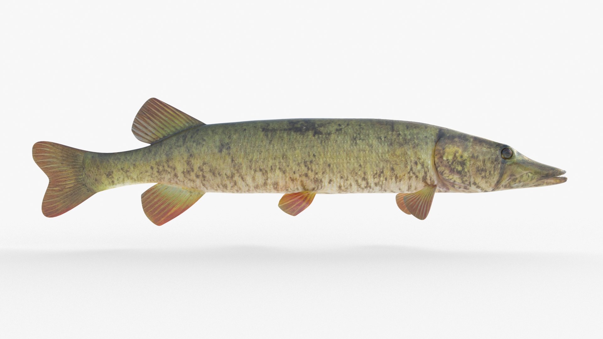 3D Redfin Pickerel Adult - TurboSquid 1844310