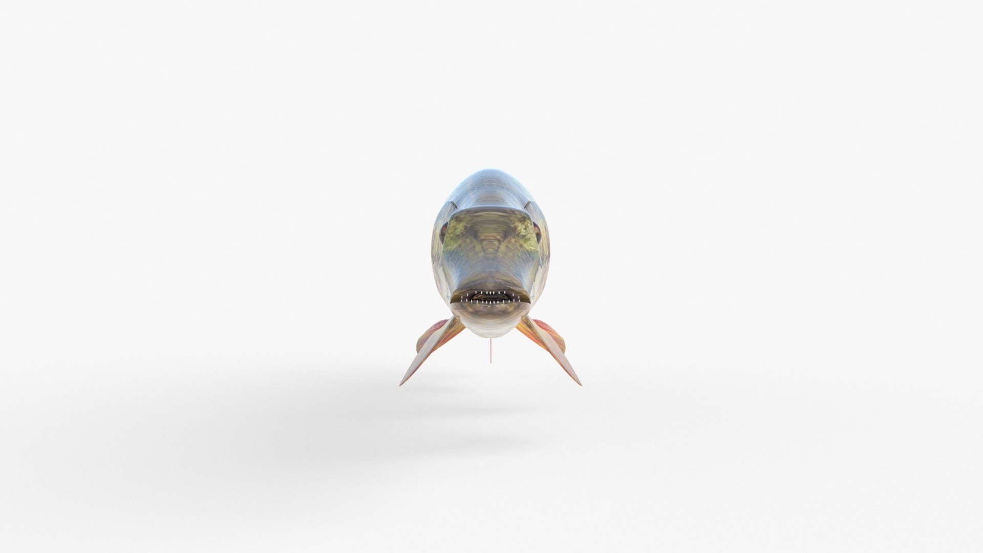 3D Redfin Pickerel Adult - TurboSquid 1844310