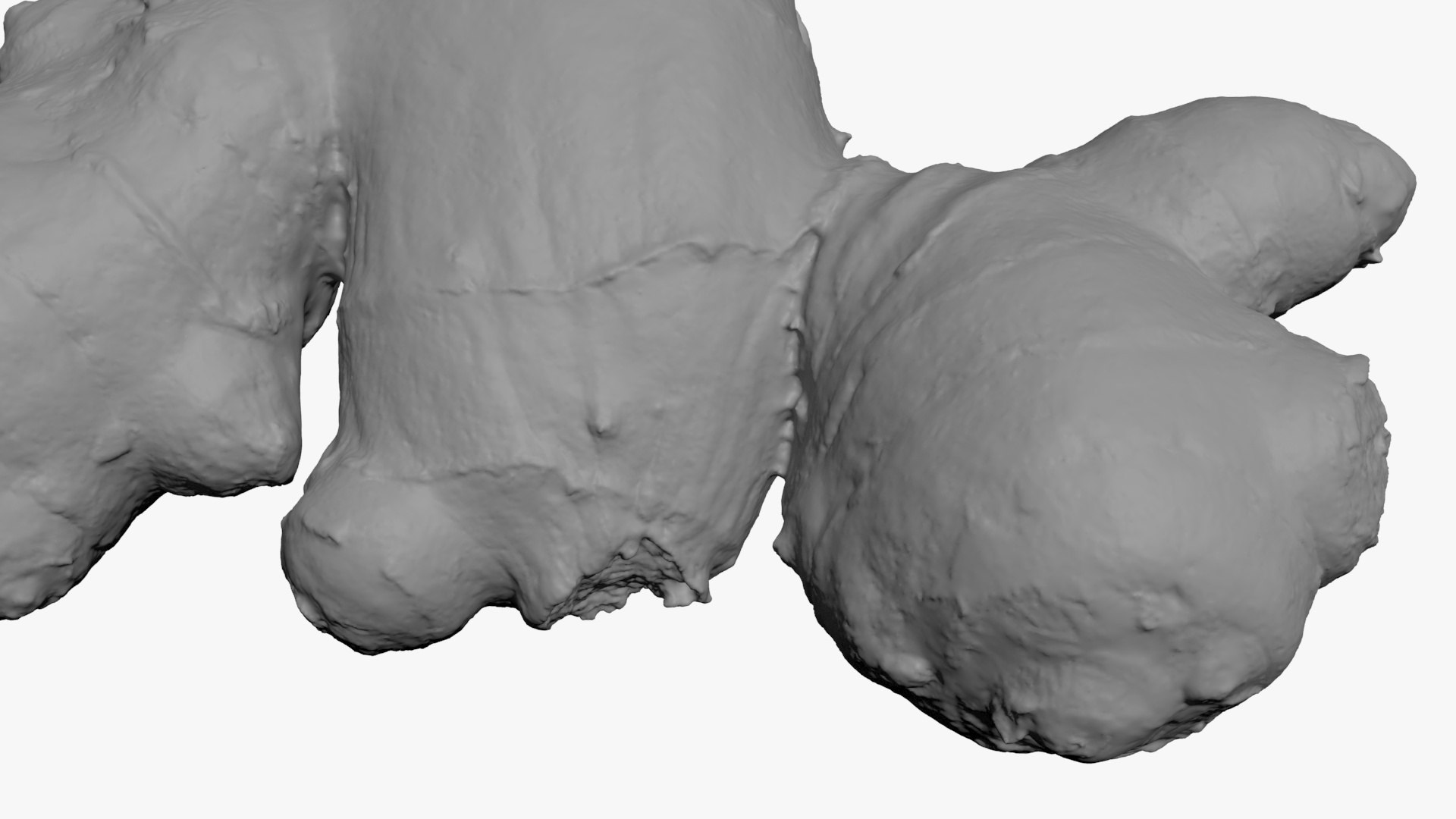 3D Ginger Root 02 For 3D Print Model - TurboSquid 2387963