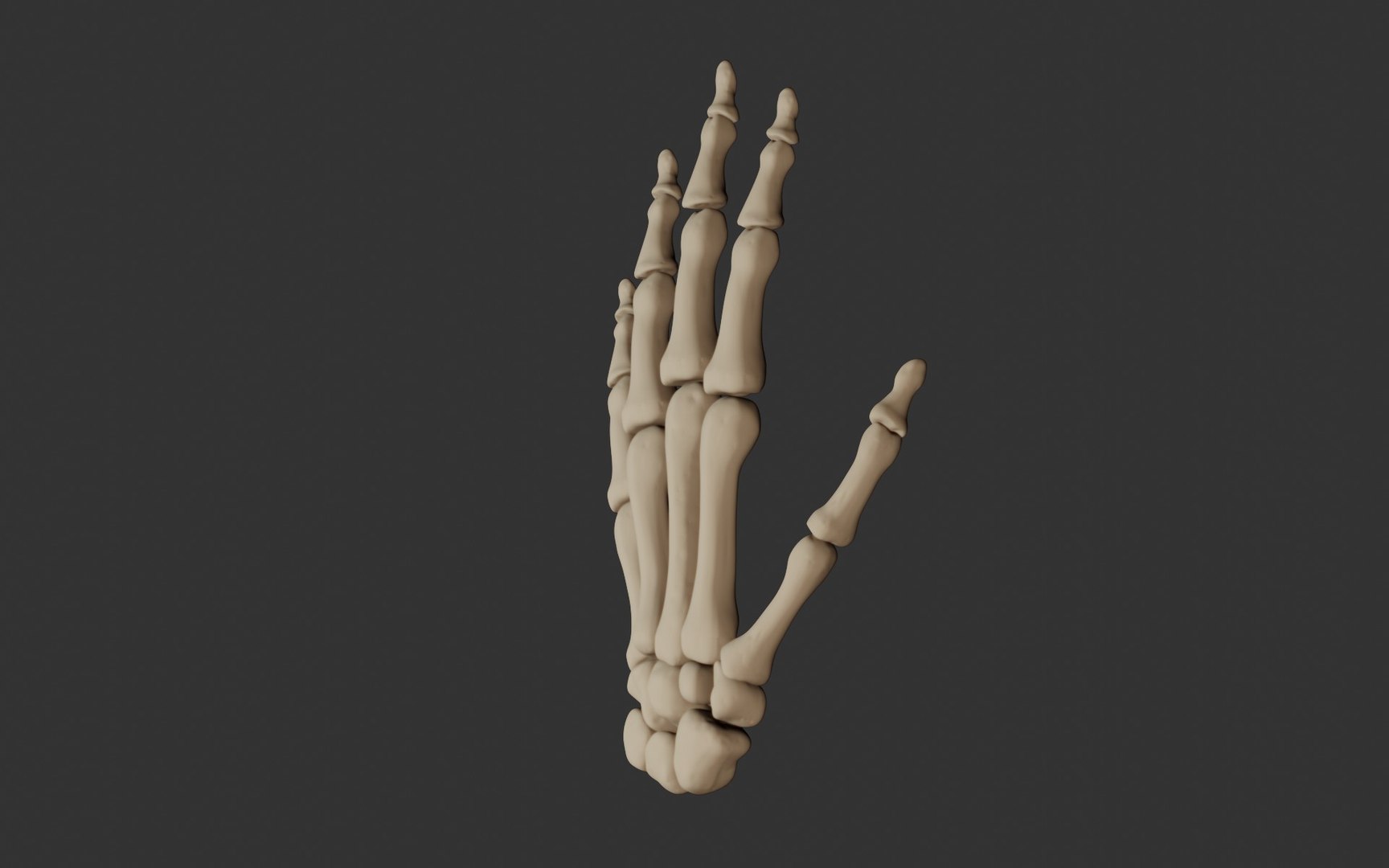 Human Hand Bones 3D Model - TurboSquid 1798142