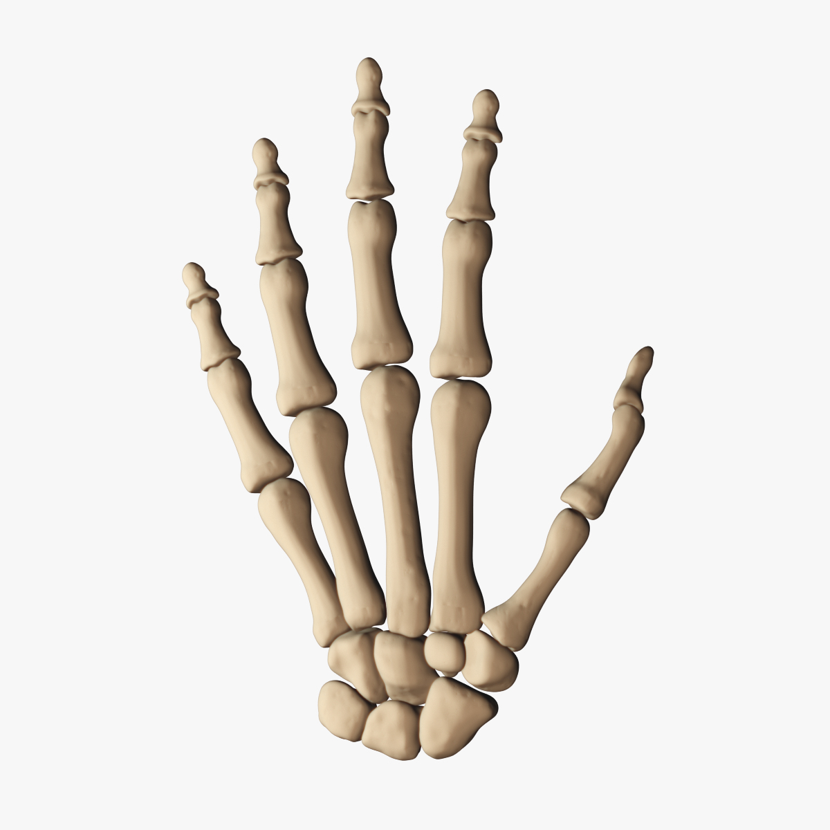 Human Hand Bones 3D model - TurboSquid 1798142