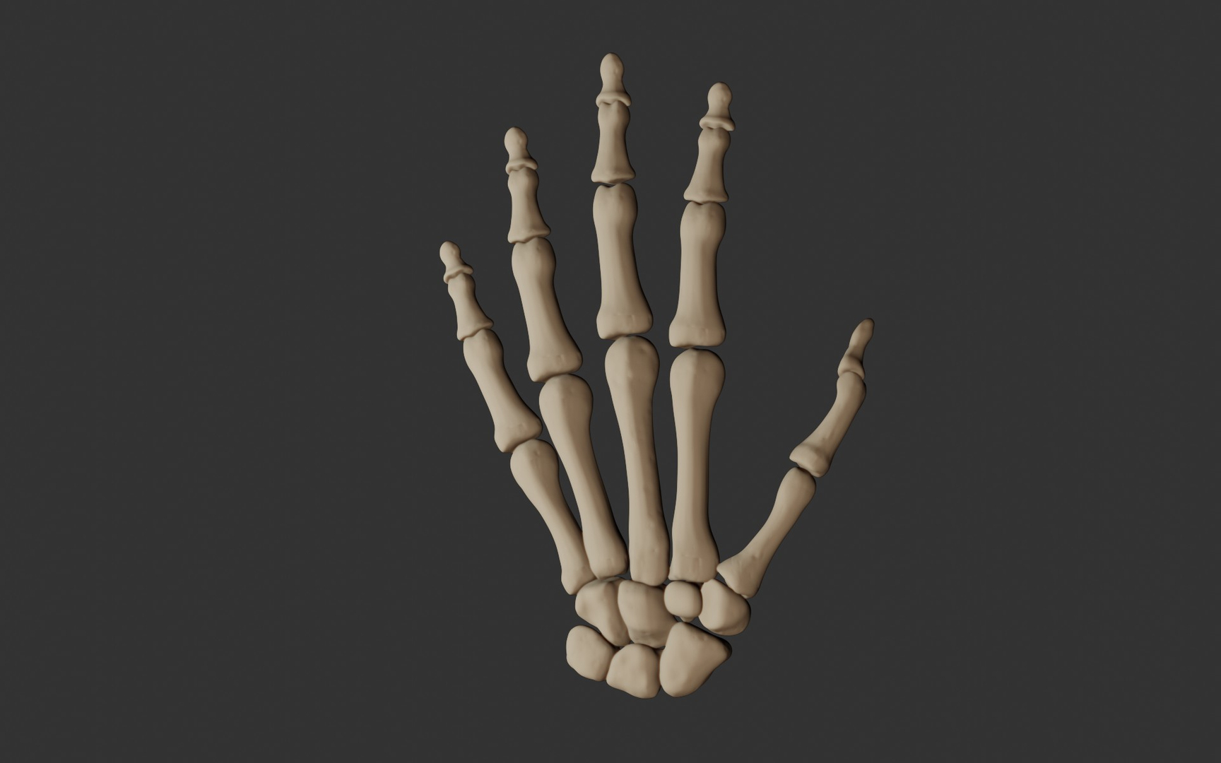 Human Hand Bones 3D Model - TurboSquid 1798142