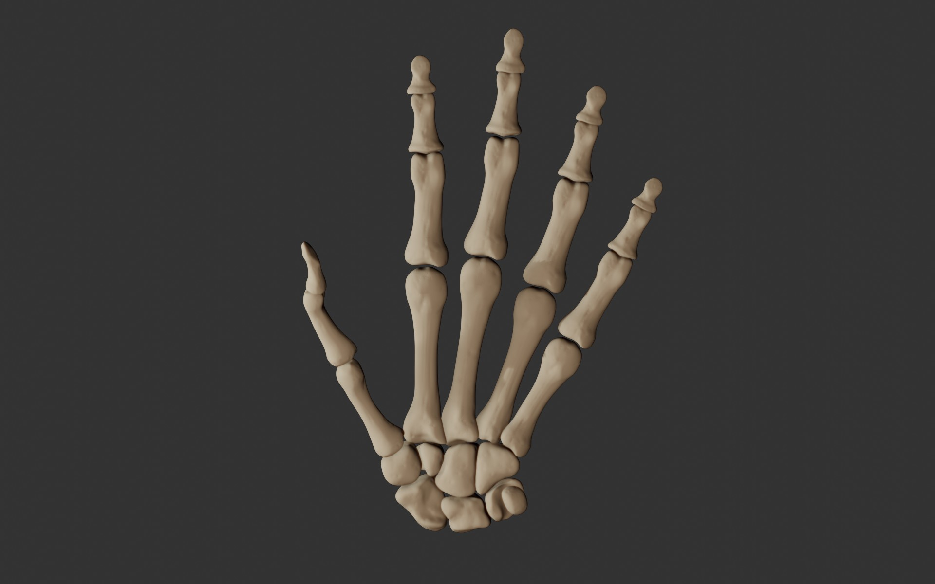 Human Hand Bones 3D model - TurboSquid 1798142