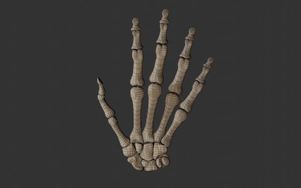 Human Hand Bones 3D model - TurboSquid 1798142