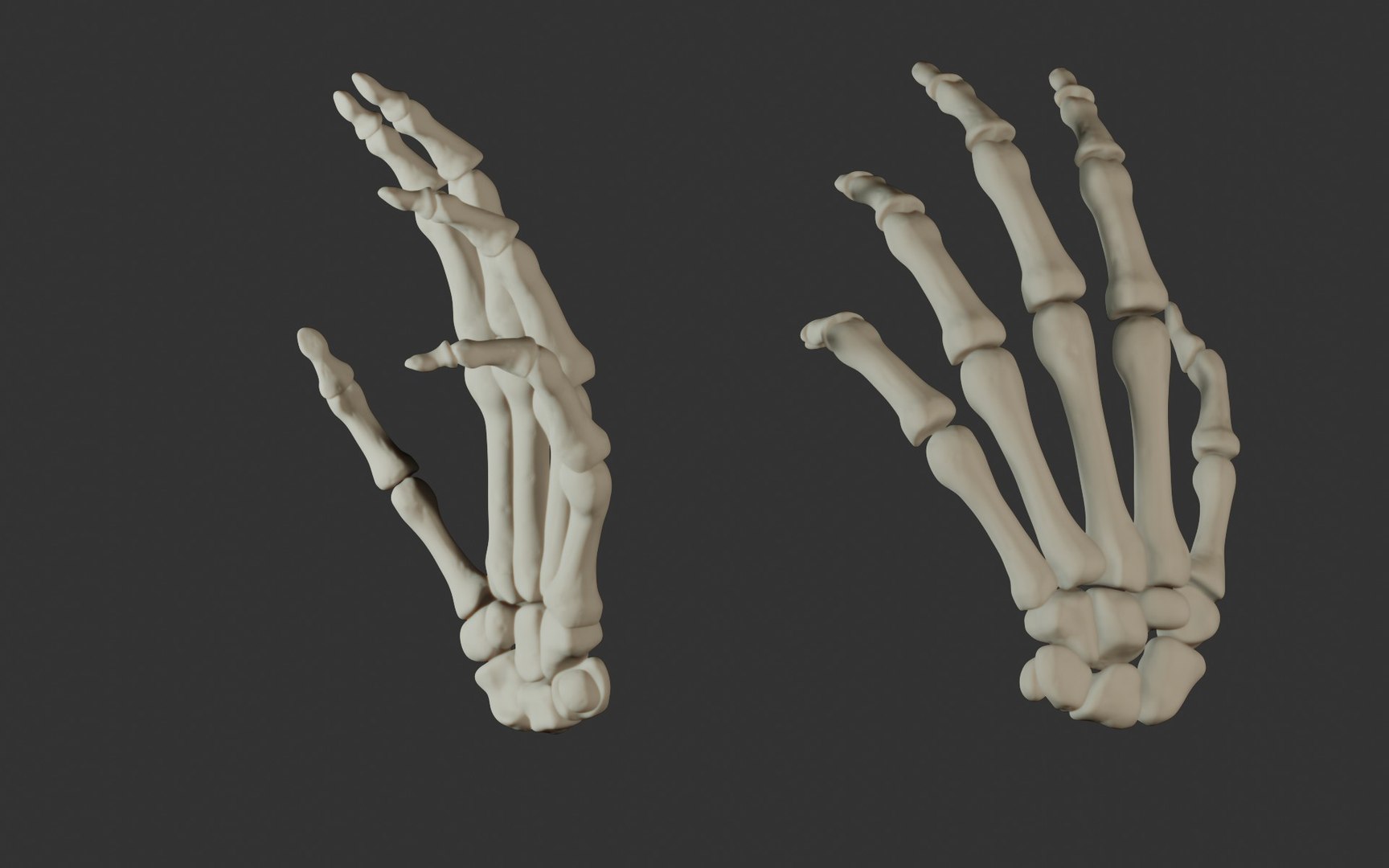 Human Hand Bones 3D Model - TurboSquid 1798142