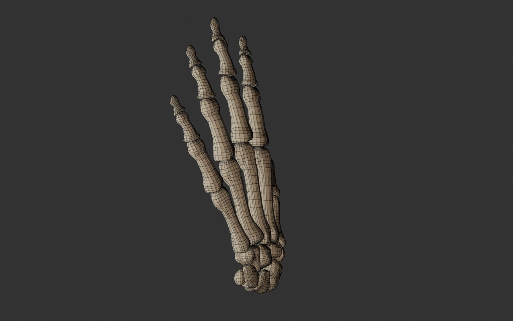 Human Hand Bones 3D Model - TurboSquid 1798142