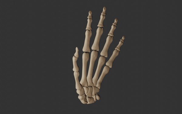 Human Hand Bones 3D model - TurboSquid 1798142