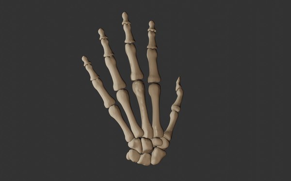 Human Hand Bones 3D model - TurboSquid 1798142