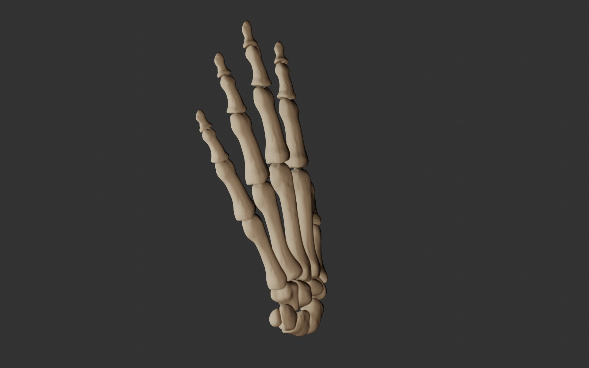 Human Hand Bones 3D model - TurboSquid 1798142