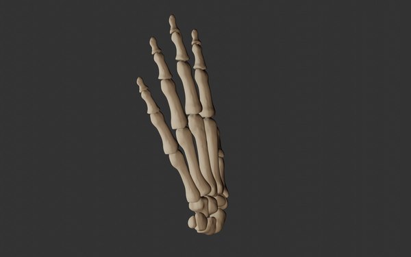 Human Hand Bones 3D model - TurboSquid 1798142