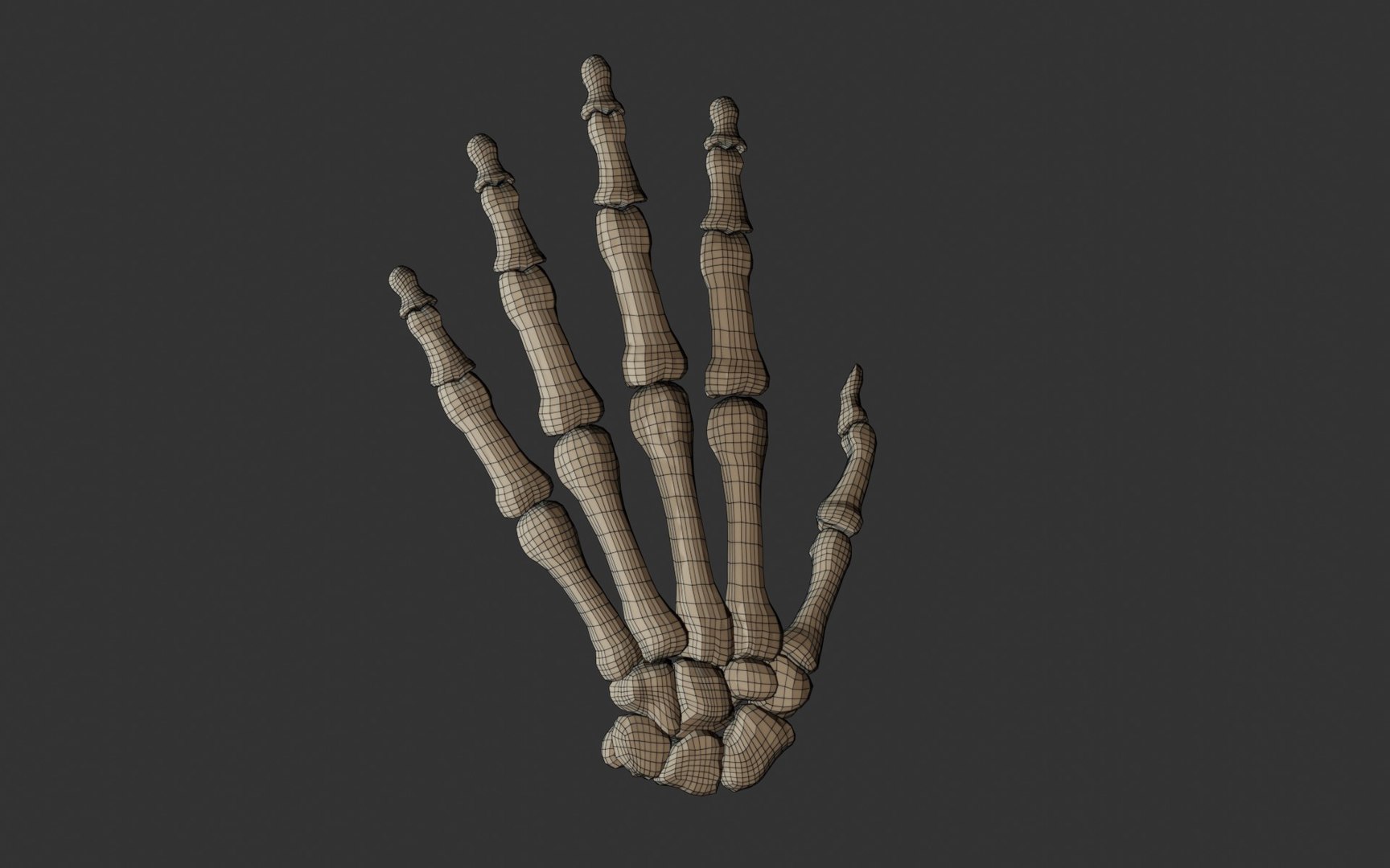 Human Hand Bones 3D Model - TurboSquid 1798142