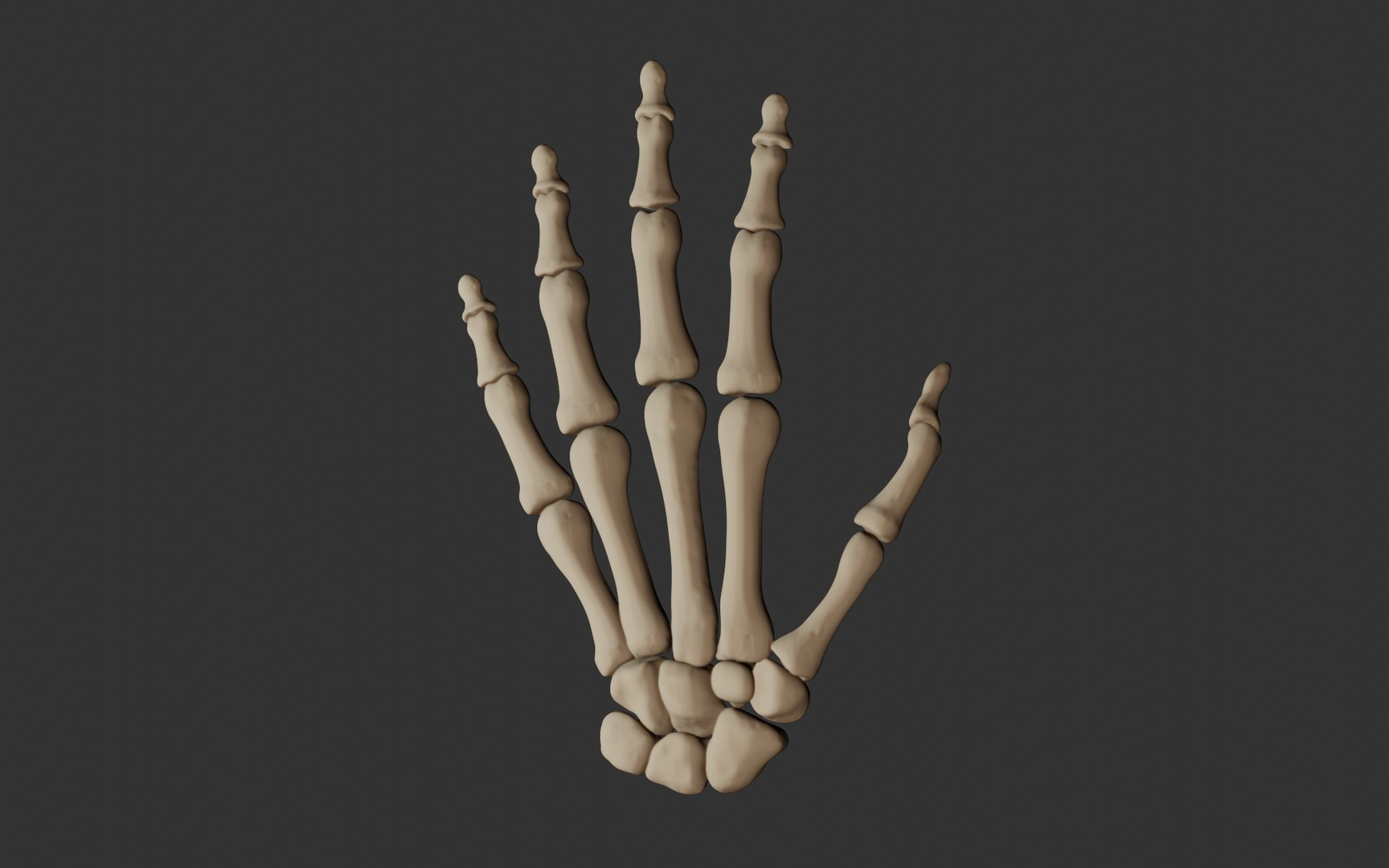 Human Hand Bones 3D Model - TurboSquid 1798142