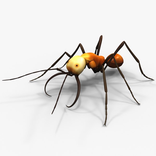 3d army ant insect