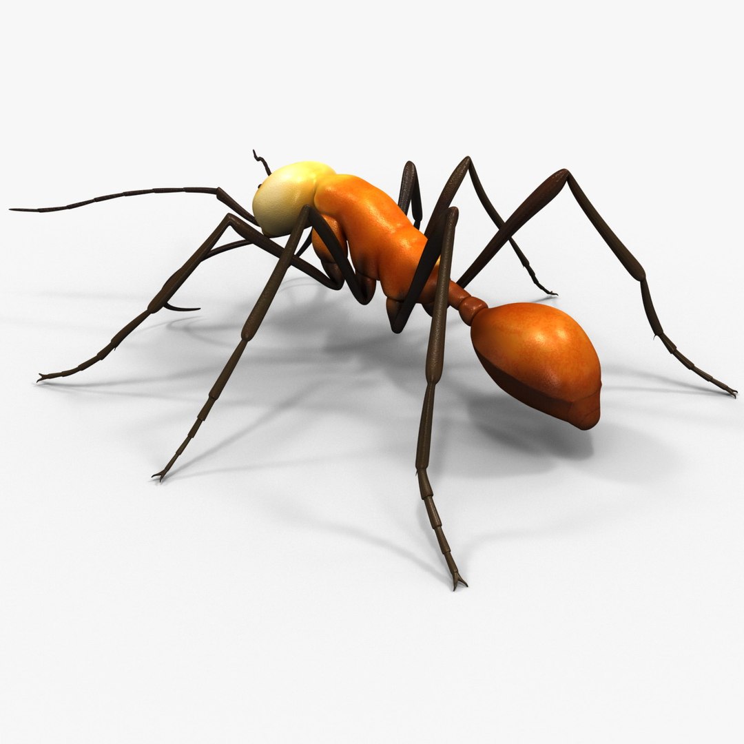 3d Army Ant Insect