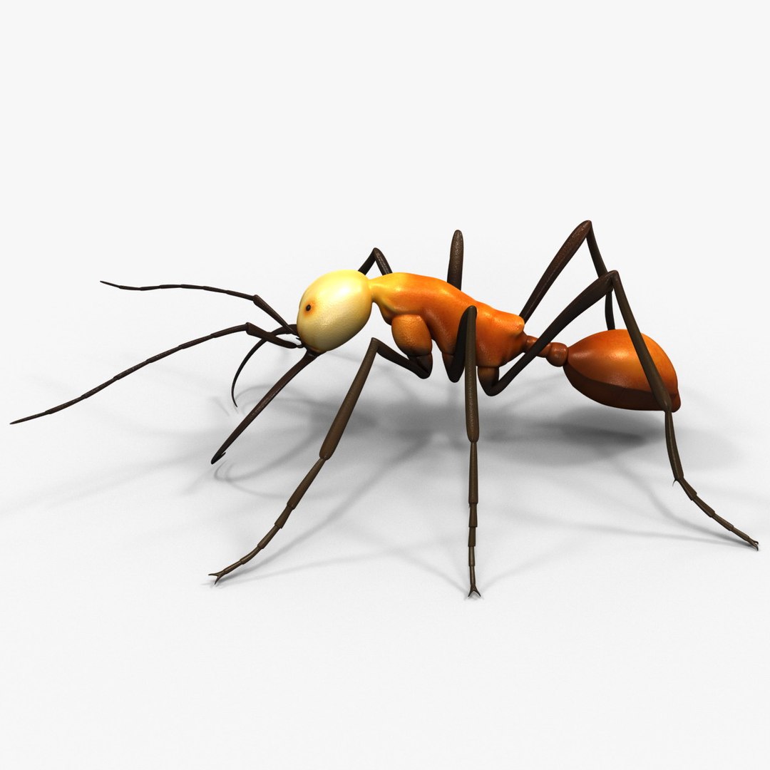 3d Army Ant Insect