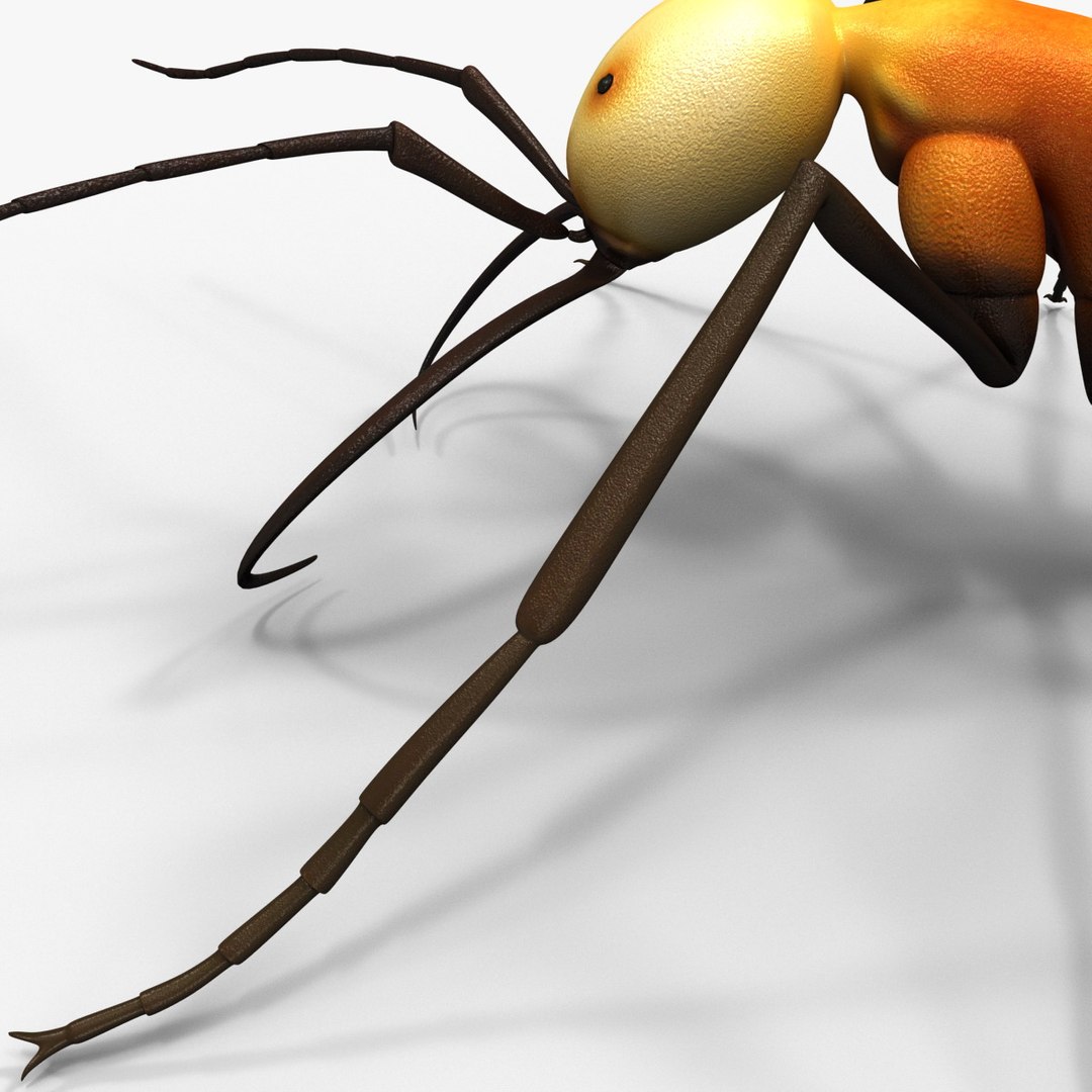3d Army Ant Insect