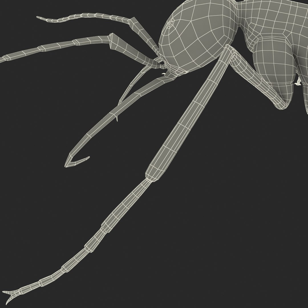 3d Army Ant Insect