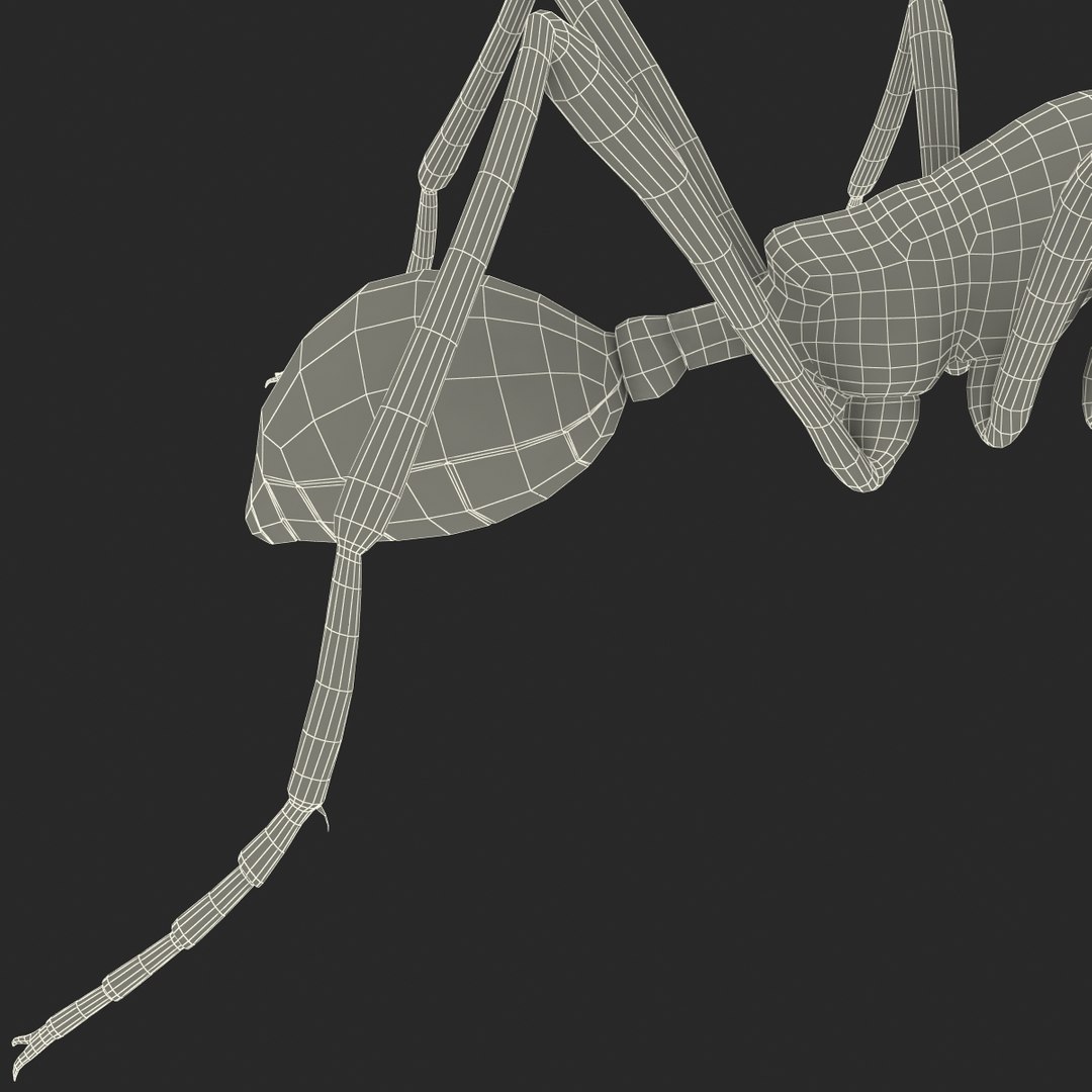 3d Army Ant Insect