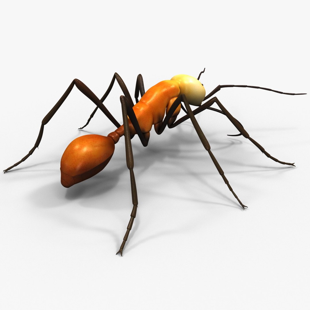 3d Army Ant Insect
