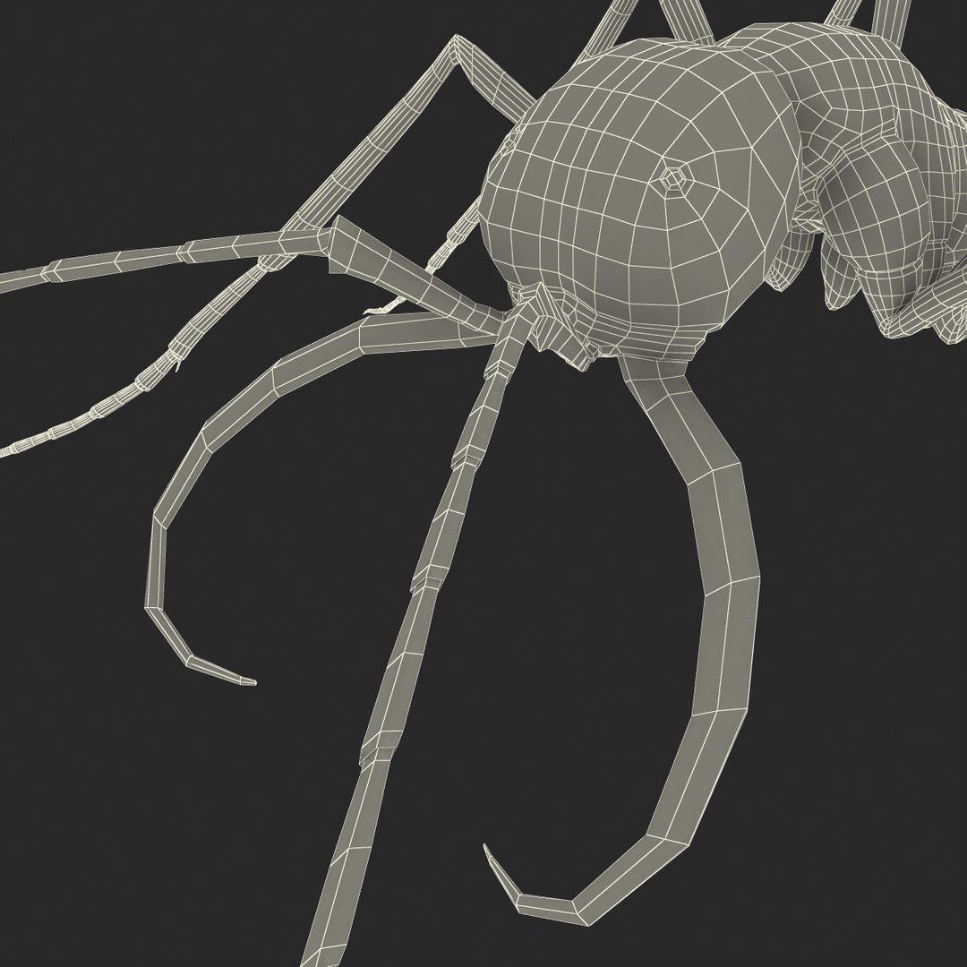 3d Army Ant Insect