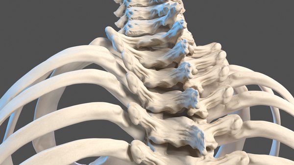 Anatomia completa do tronco masculino Modelo 3D - TurboSquid 1464112