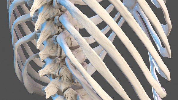 Anatomia completa do tronco masculino Modelo 3D - TurboSquid 1464112