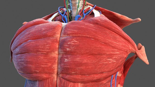 Anatomia completa do tronco masculino Modelo 3D - TurboSquid 1464112