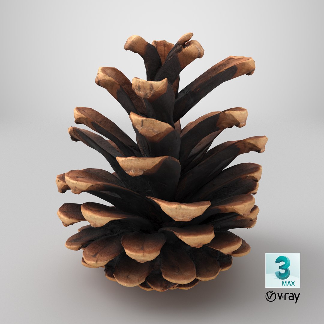 3D Model Prop 16 Pine Cones Type 02 - TurboSquid 2146750