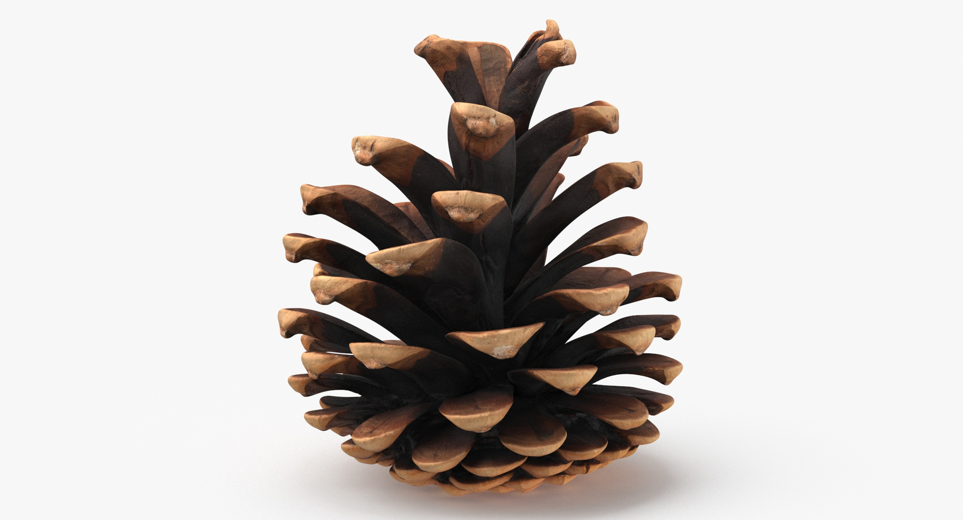 3D Model Prop 16 Pine Cones Type 02 - TurboSquid 2146750