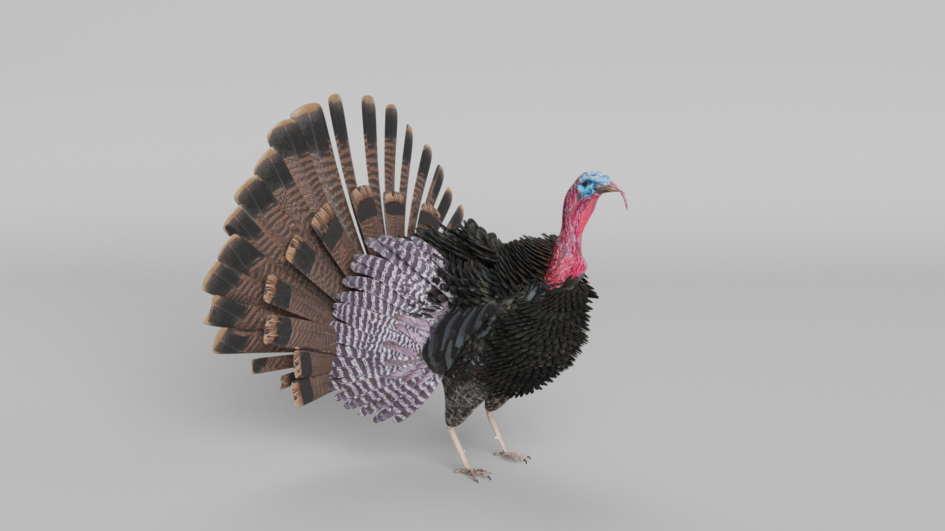 Turkey Animal Bird Model - TurboSquid 1674017