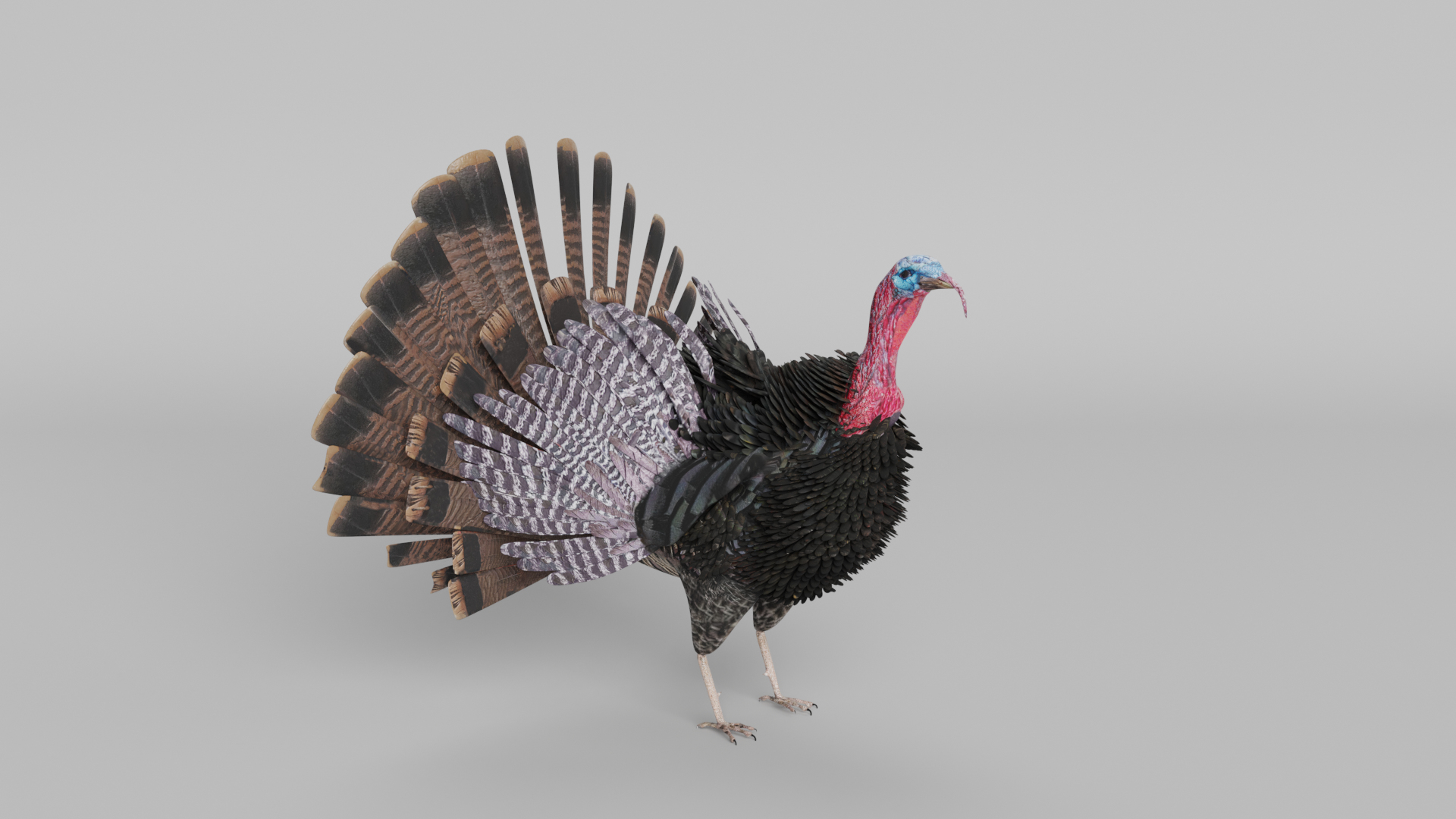 Turkey Animal Bird Model - TurboSquid 1674017