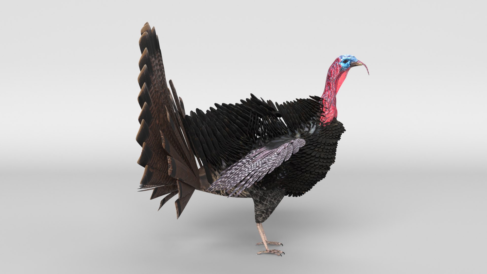 Turkey Animal Bird Model - TurboSquid 1674017