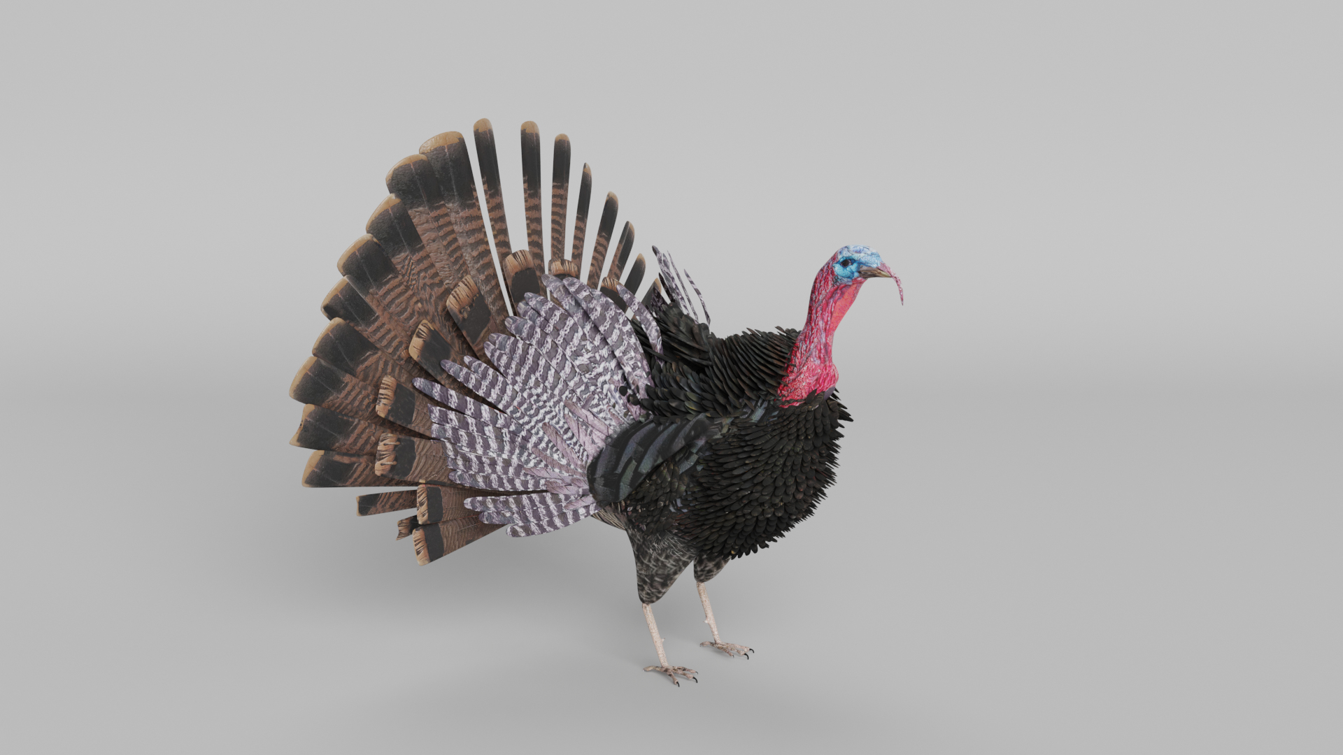 Turkey Animal Bird Model - TurboSquid 1674017