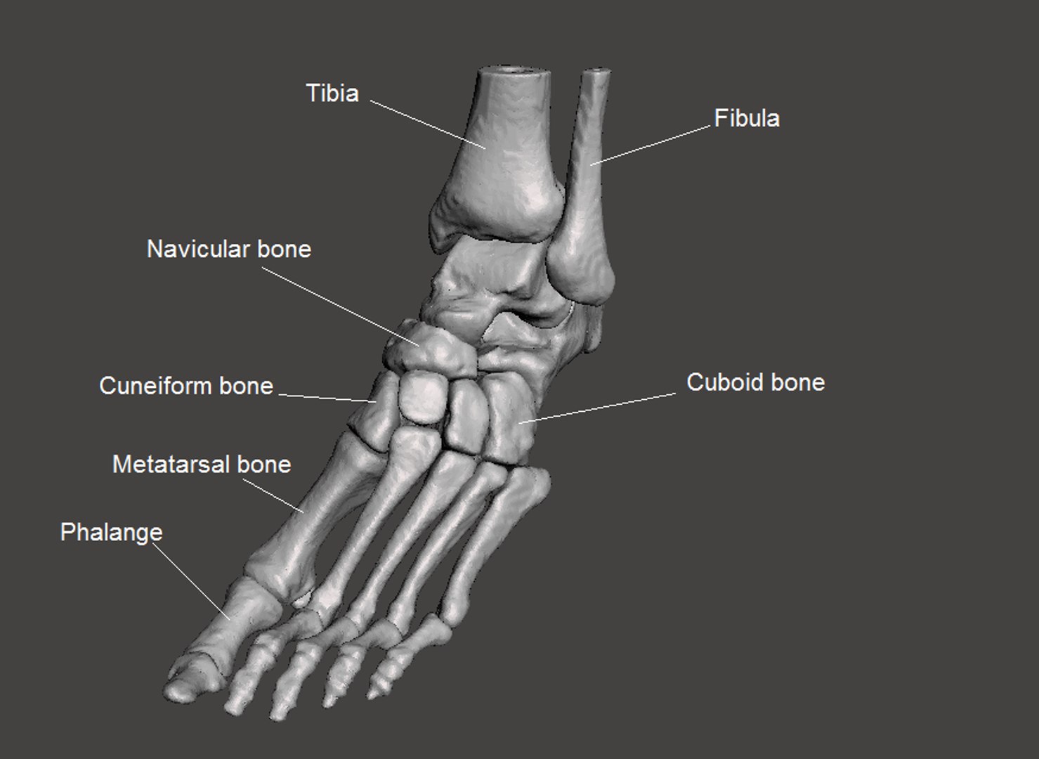 Human Left Foot - 3D Model - TurboSquid 1315948