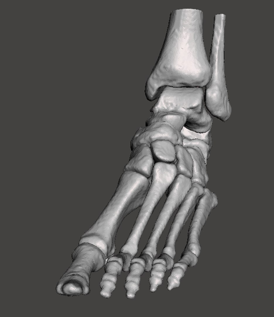 Human Left Foot - 3D Model - TurboSquid 1315948