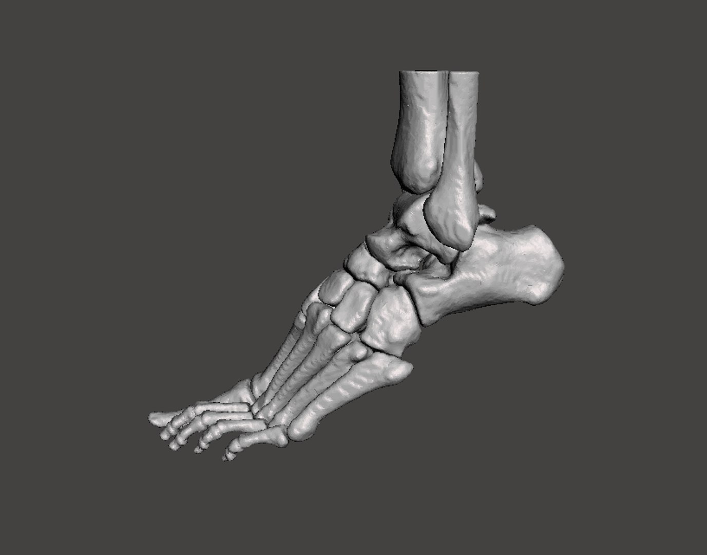 Human Left Foot - 3D Model - TurboSquid 1315948