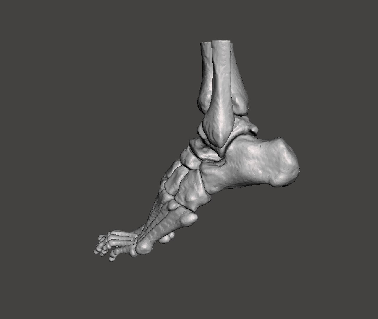 Human Left Foot - 3D Model - TurboSquid 1315948
