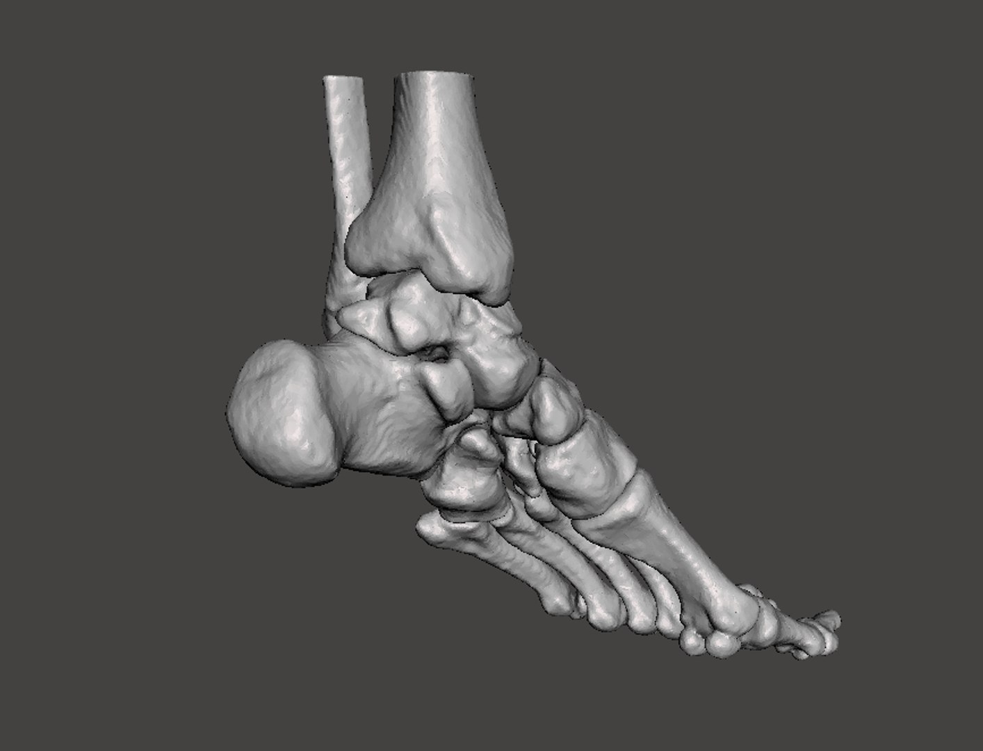 Human left foot - 3D model - TurboSquid 1315948