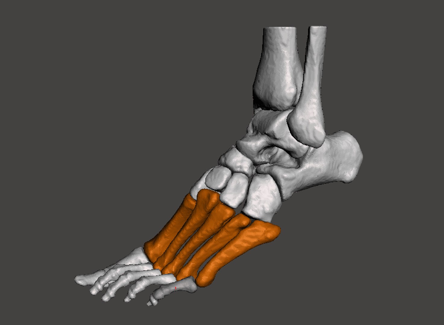 Human Left Foot - 3D Model - TurboSquid 1315948