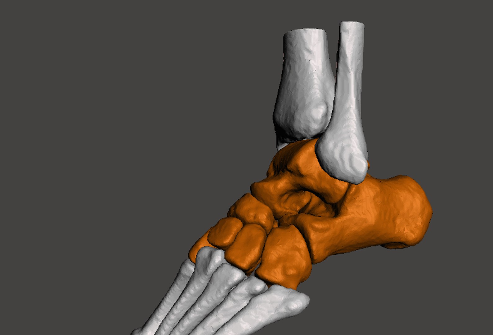 Human left foot - 3D model - TurboSquid 1315948
