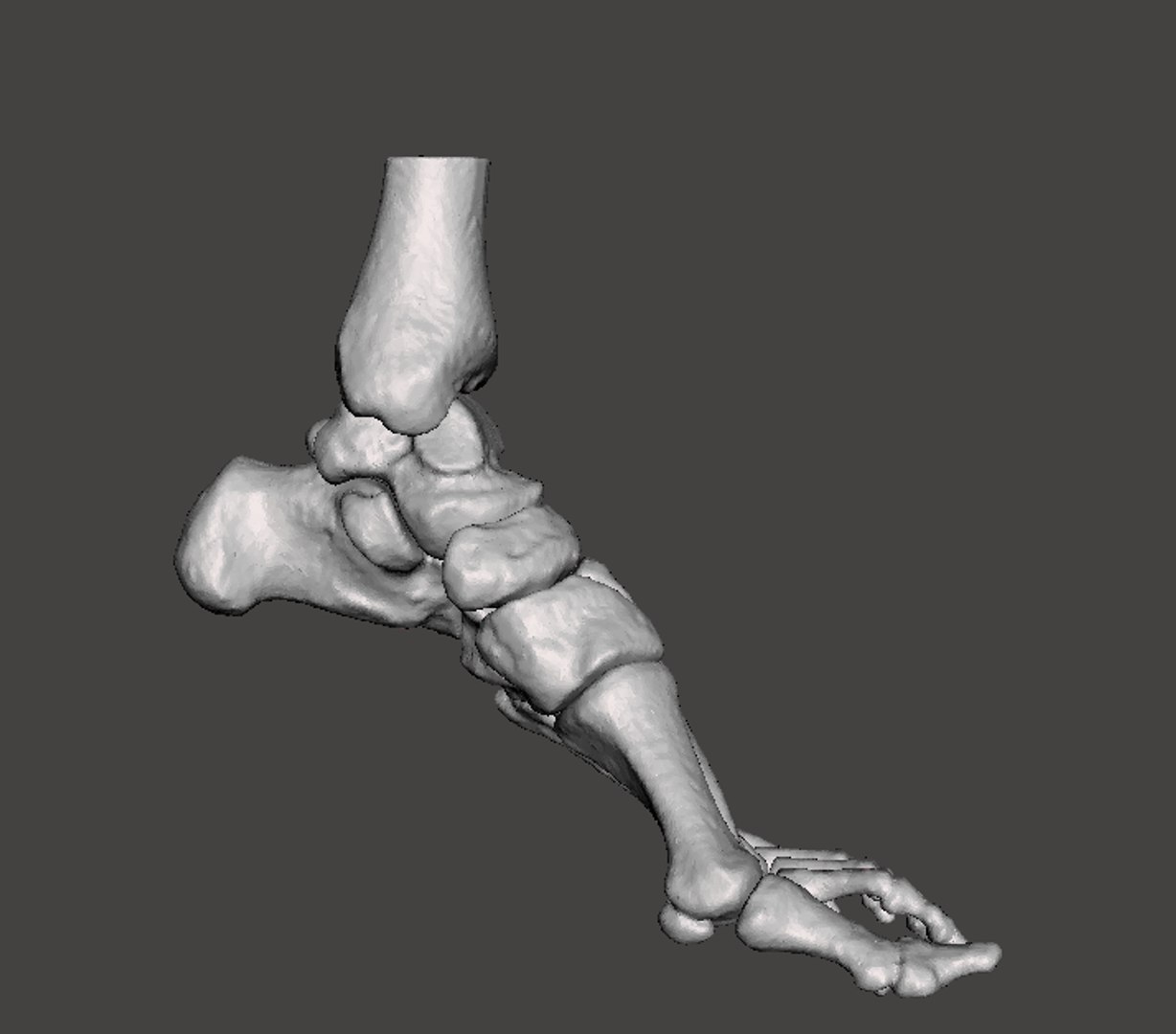 Human left foot - 3D model - TurboSquid 1315948