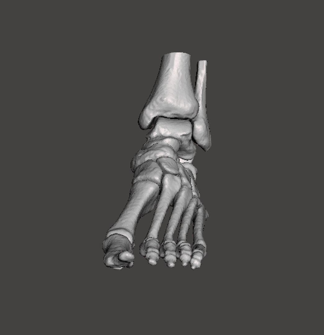 Human left foot - 3D model - TurboSquid 1315948