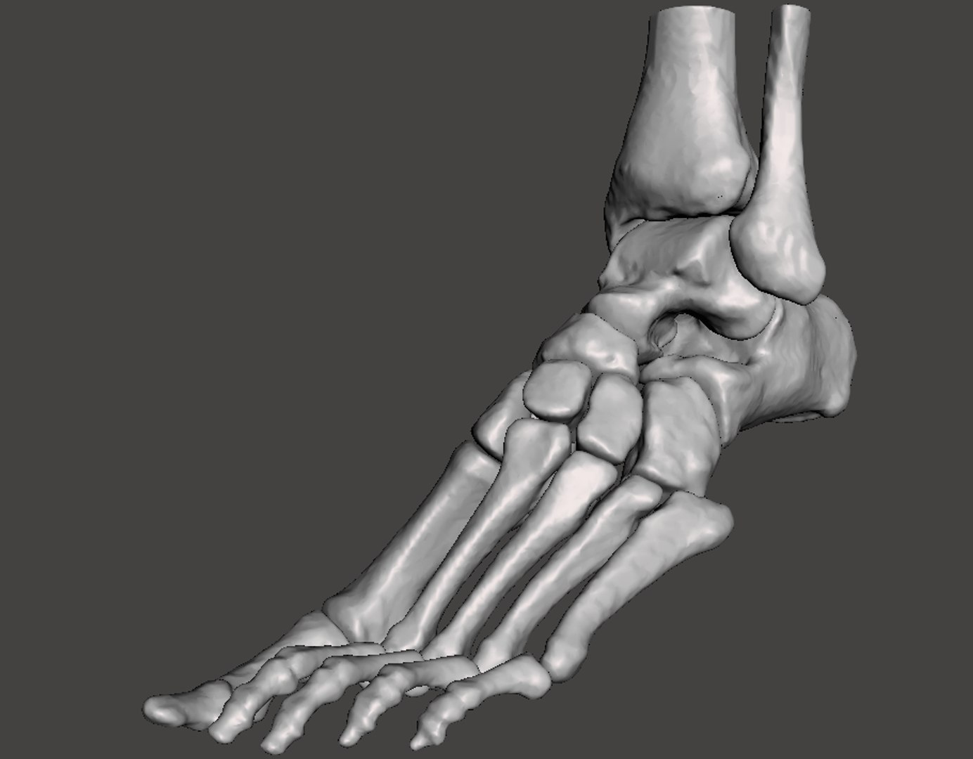 Human left foot - 3D model - TurboSquid 1315948