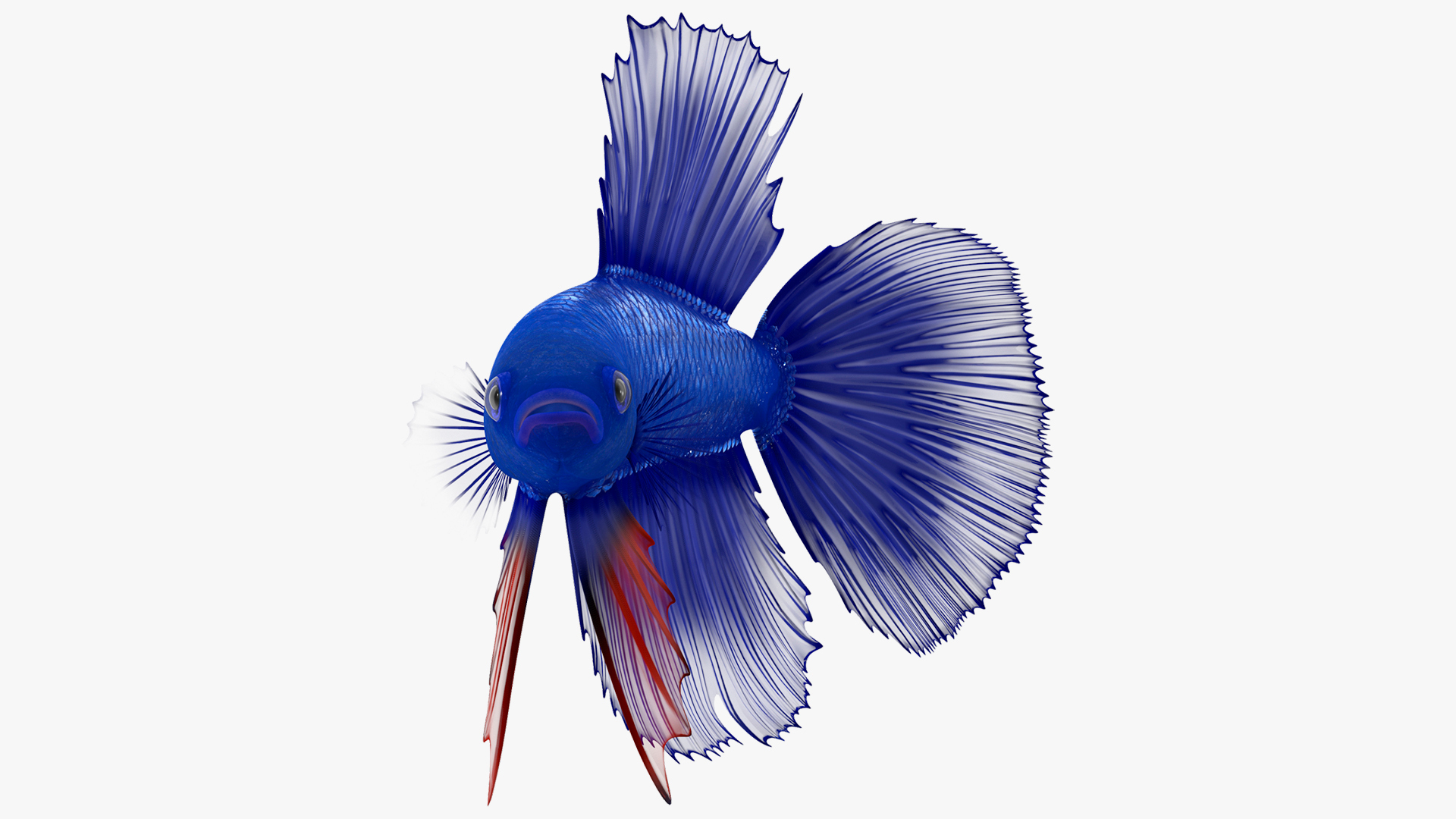 modelo 3d Pez Betta de cola de corona azul nadando animado y preparado ...