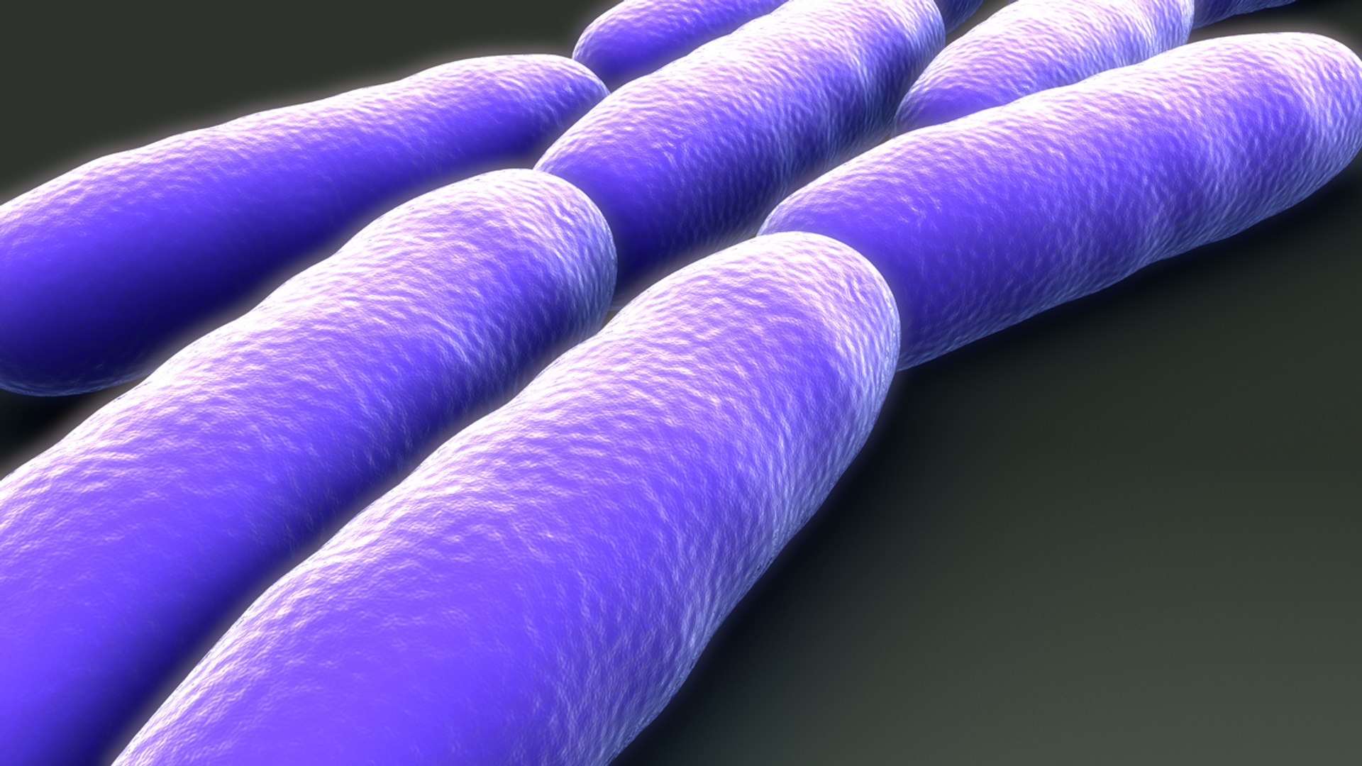 bacteria ba 3d model