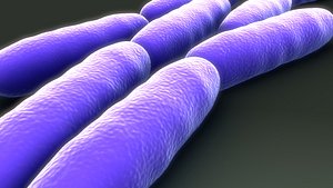 Salmonella 3D Models for Download | TurboSquid
