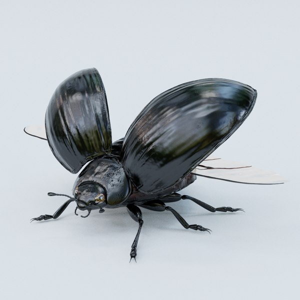 Beetle 3D Models for Download | TurboSquid